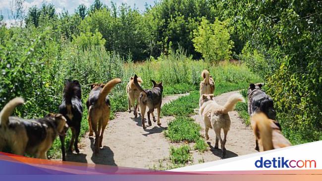 Rusia Bakal Kerahkan Anjing Liar ke Ukraina, Buat Apa?