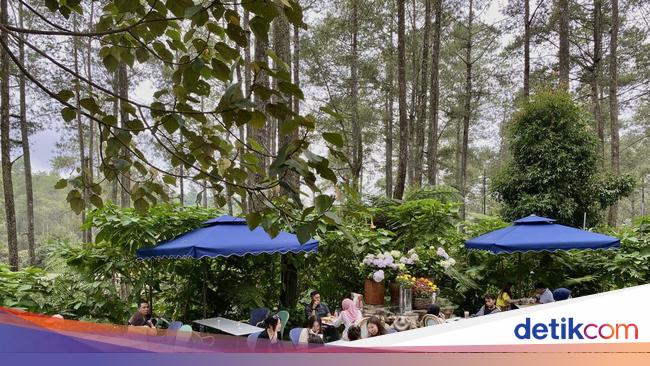 Golden Pine, Tempat Ngeteh Cantik ala Eropa di Tengah Hutan Pinus