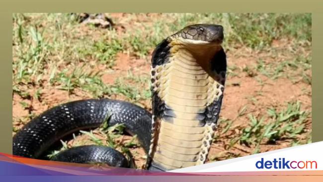 Ngeri! Seekor Ular Kobra Mati Usai Digigit Bocah 8 Tahun