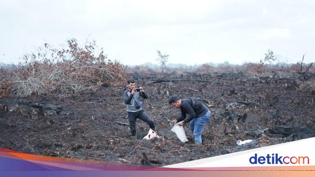 Karhutla di Riau, 7 Pembakar Lahan di Inhil-Dumai Ditangkap