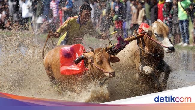 Melihat Tradisi Karapan Sapi Brujul di Probolinggo