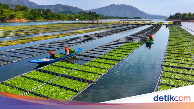 China Bangun Pertanian Apung Terbesar di Dunia, Begini Wujudnya