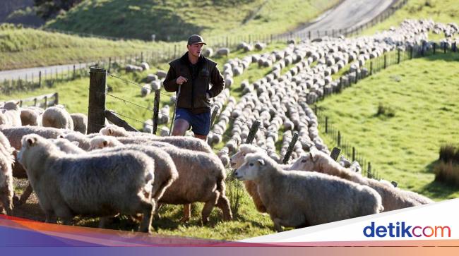 Melihat Peternakan Domba di Selandia Baru