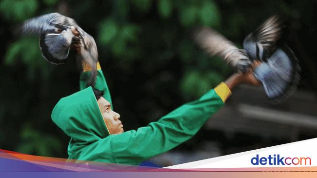 Kepak Merpati di Belantara Jakarta