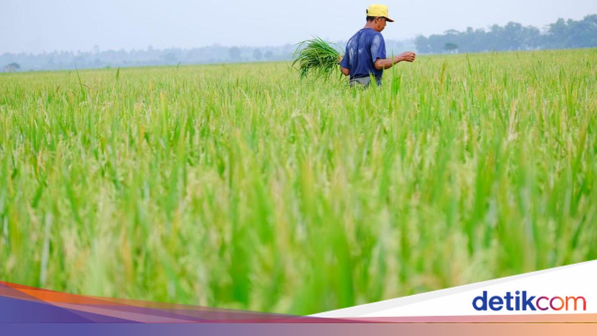 Bakal Jadi KEK, Food Estate Merauke Bakal Tanam Padi-Tebu