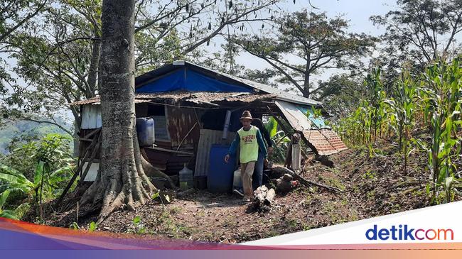 Hidup Sunyi Mbah Ngatiman 20 Tahun Tinggal Sendiri di Hutan Patiayam Kudus