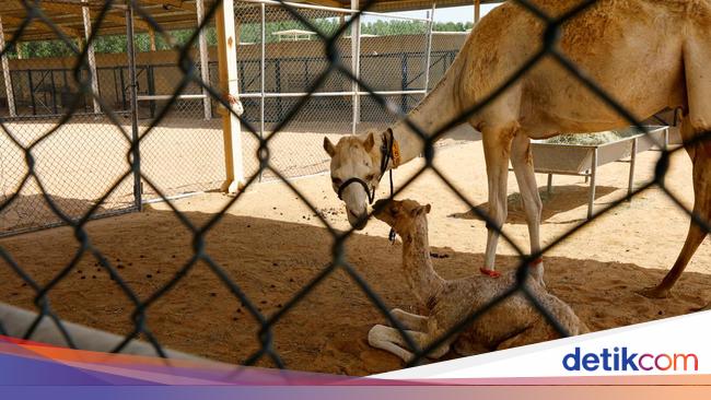 Potret Anak Unta Hasil Kloning di Pusat Penelitian Dubai