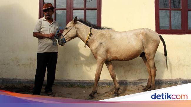 Kuda Modern Ternyata Punya Jari Berbeda dari Nenek Moyangnya, Begini ...