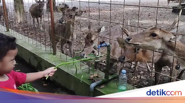 Ngadem di Kesambi Trees Park, Wahana Edukasi Konservasi Rusa di Blitar