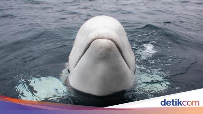 Paus Beluga Diduga Dilatih Jadi Mata-mata Rusia