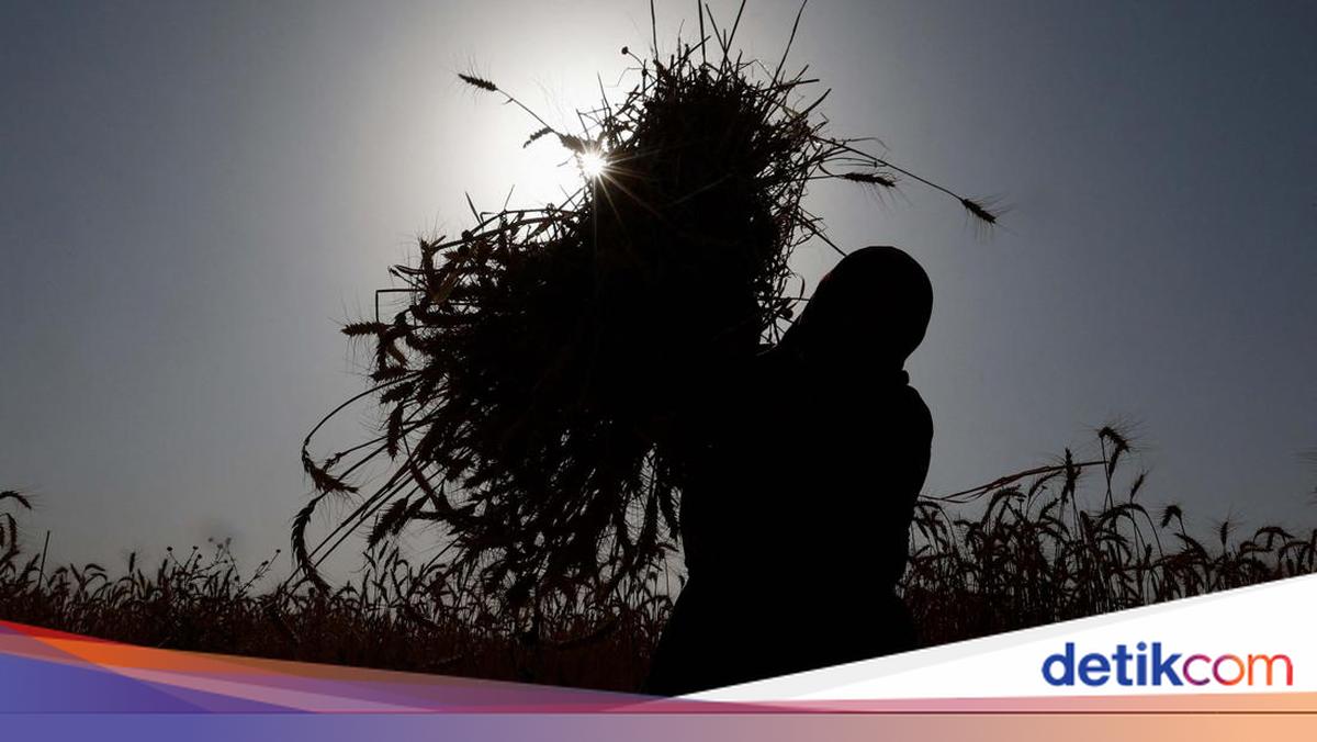 Melihat Warga Palestina Panen Gandum