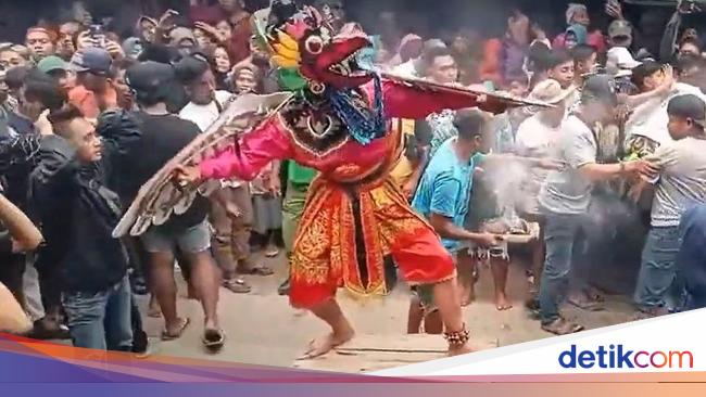 Meriahnya Pesta Khitan Tiga Kucing di Banyuwangi Telan Biaya Puluhan Juta