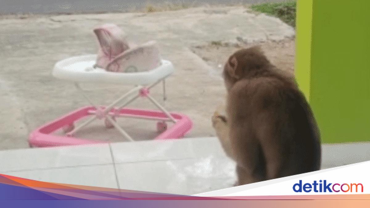 Beruk Besar 3 Hari Mondar-mandir di Kampung Sukabumi, Warga Ketakutan