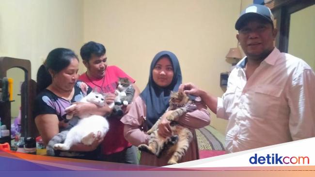 Usai Dikhitan, 3 Kucing Imut Banyuwangi Makin Doyan Makan