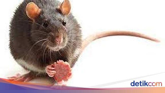 Selain Sedap Diminum, Kopi Bisa Usir Tikus Sampai Kapok!