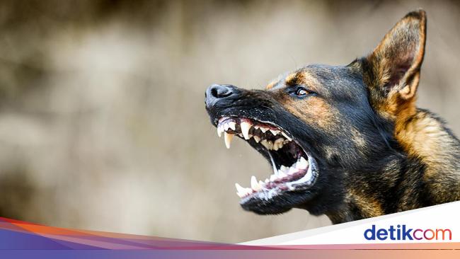 Langkah Pertolongan Pertama saat Digigit Anjing Biar Tak Terinfeksi Rabies