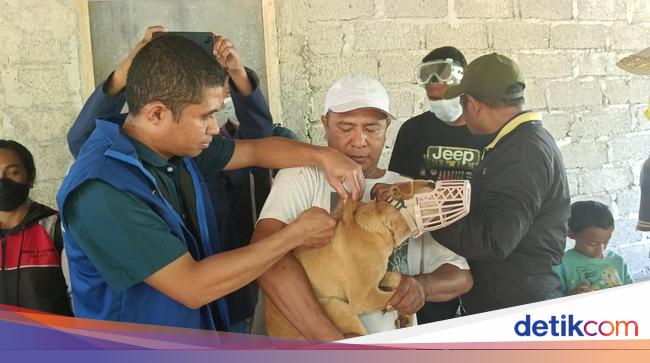 576 Orang Digigit Anjing Rabies di TTS, Dua Bocah Kritis