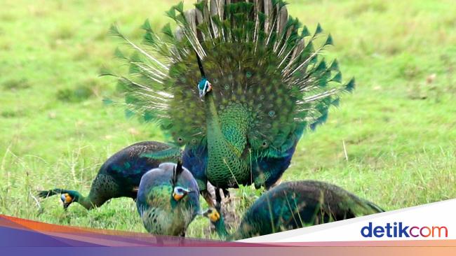 Gawat! Populasi Merak Hijau Makin Terancam Punah