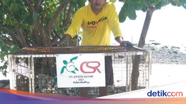 Cerita Bujang Menyelamatkan Penyu di Batam