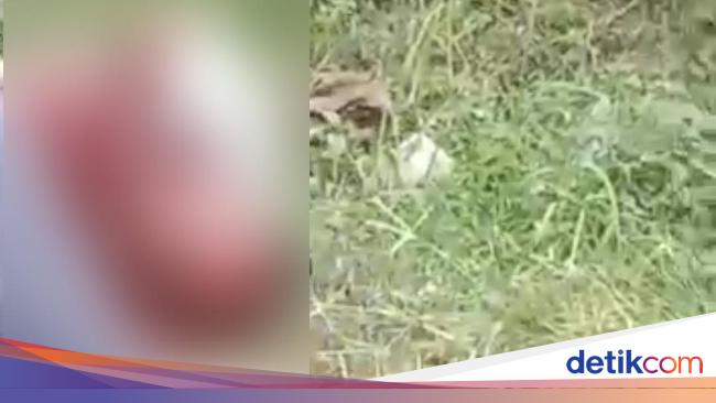 Fakta Ngeri Carok di Bangkalan Sebabkan Satu Tewas dan 6 Luka