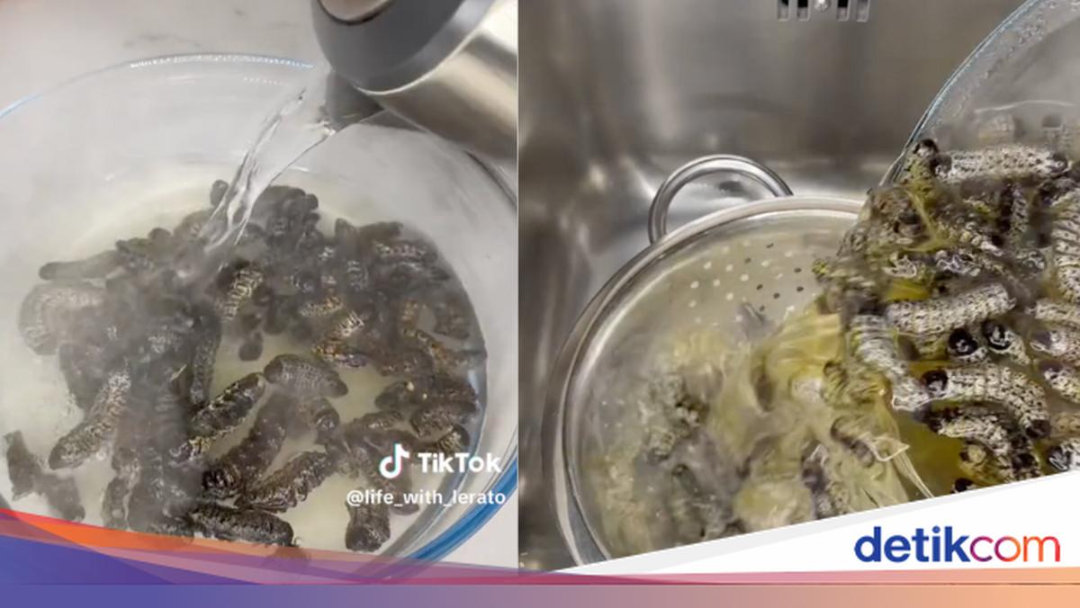 Unik! Ulat Mopani Goreng Jadi Santapan Masyarakat Afrika Selatan