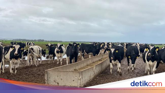 Selain Rumput, Sapi Perah di Australia Diberi Pakan Permen dan Cokelat