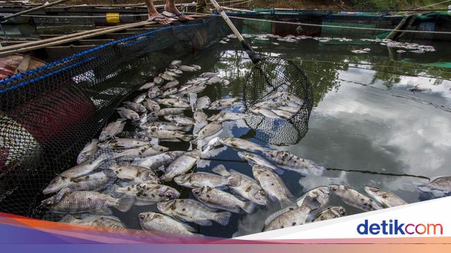 11 Ton Lebih Ikan Mati Mendadak di Bendungan Karang Intan