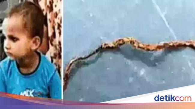 Heboh Bocah 3 Tahun Gigit Ular Sampai Mati