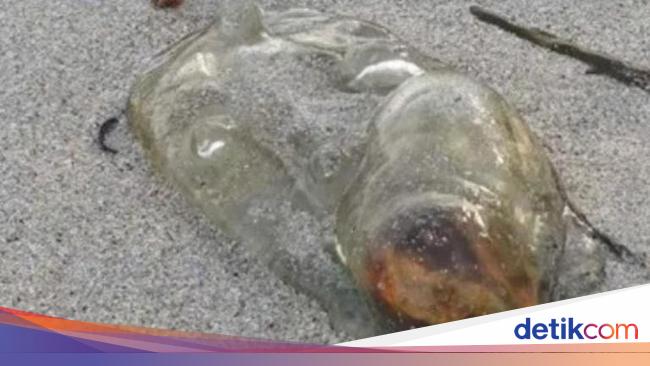 'Alien' yang Bikin Geger gegara Terdampar di Pantai