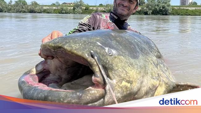 Rekor Ikan Lele Terbesar Sejagat, Hampir Sebesar Sapi
