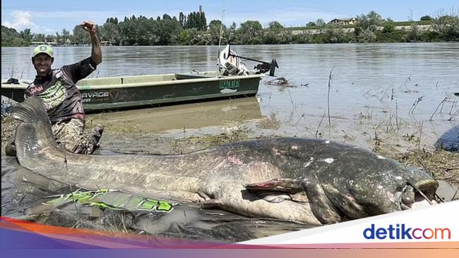 Seram! Penampakan Ikan Lele Terbesar Dunia Sepanjang 2,8 Meter