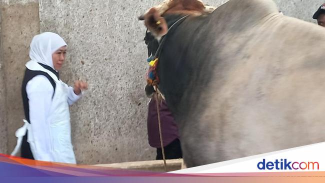 Khofifah Pastikan Stok Hewan Kurban Jatim Aman di Tengah Wabah PMK Khofifah Pastikan Stok Hewan Kurban Jatim Aman di Tengah Wabah PMK