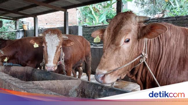 Harga Sapi dan Kambing Kurban 2023, Ini Rinciannya