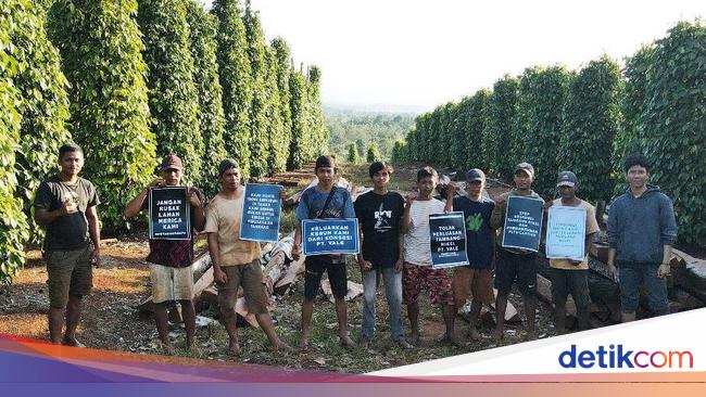 Konsesi PT Vale Ancam 4.800 Hektare Kebun Merica Warga di Luwu Timur