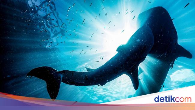 Ini 5 Jenis Hiu yang Hidup di Air Tawar