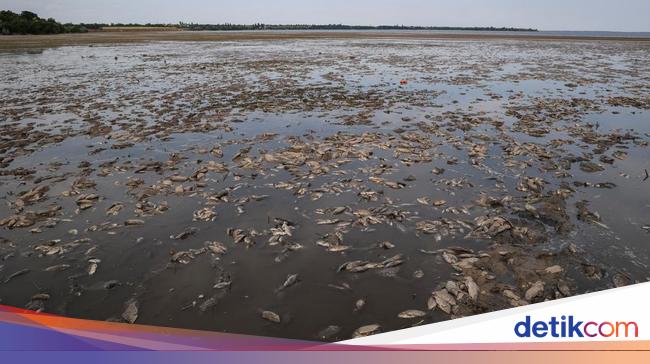 Ikan-ikan Mati Akibat Kekurangan Air di Bendungan Kakhovka yang Jebol