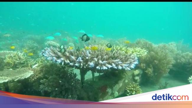 Menjaga Nemo Sepanjang 15 Hektare Laut Banyuwangi di Hari Laut Sedunia