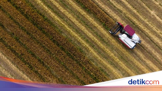 Melihat Panen Jelai di Korea Selatan