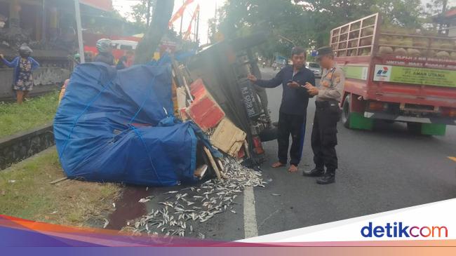 Mobil Pikap Terguling di Jalan Denpasar-Gilimanuk, Ikan Berserakan