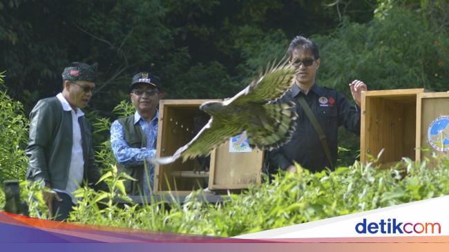 Sepasang Elang Brontok Dilepasliarkan di Kamojang Bandung