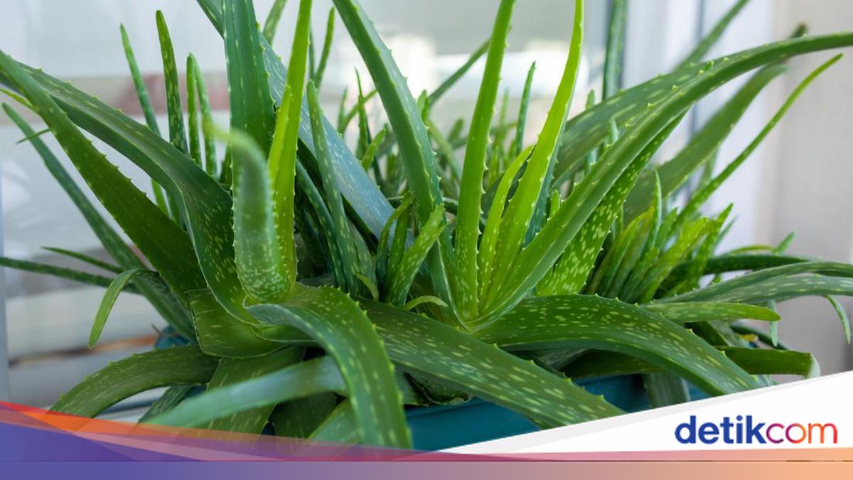 Manfaat Lidah Buaya dan Cara Merawatnya