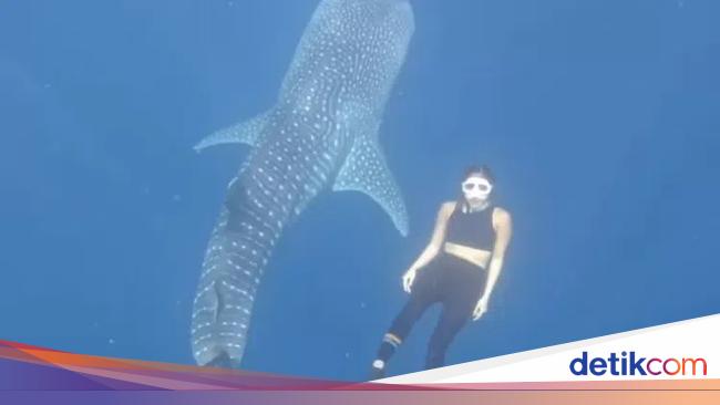 Potret Gisel Pose Bareng Hiu Paus Sebelum Celananya Melorot