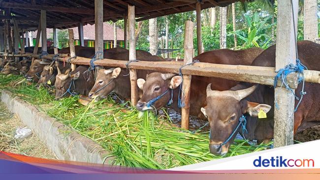 Harga Sapi di Karangasem Merangkak Naik Jelang Idul Adha