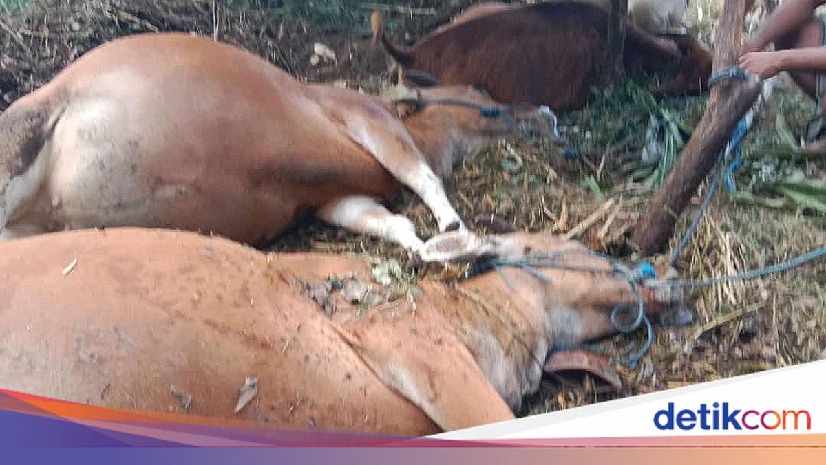 Langka, 2 Sapi Terjangkit Rabies di Jembrana