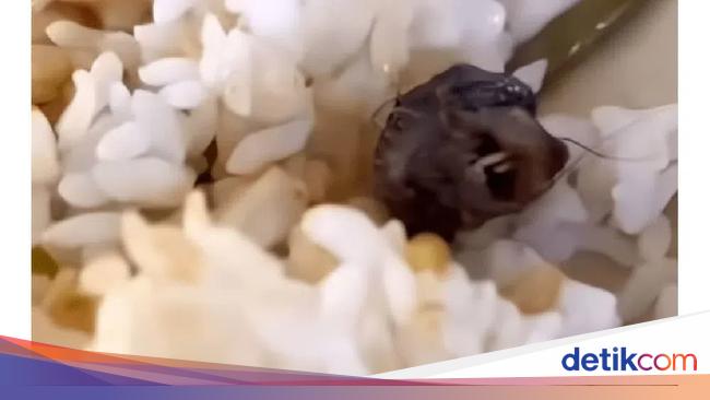 Heboh Ada Kepala Tikus di Menu Kantin, Pihak Kampus Sebut Kepala Bebek