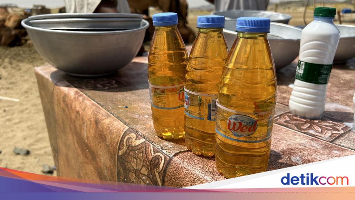 Berkunjung ke Peternakan Unta di Hudaibiyah, Jual Susu dan Kencing Unta