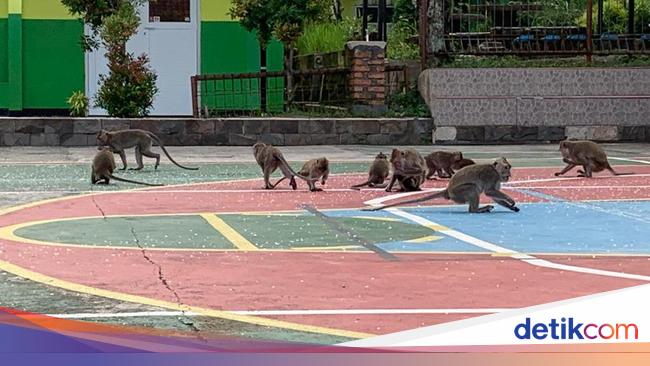Puluhan Monyet Serbu Sman 1 Ciampea Bogor Untuk Cari Makan