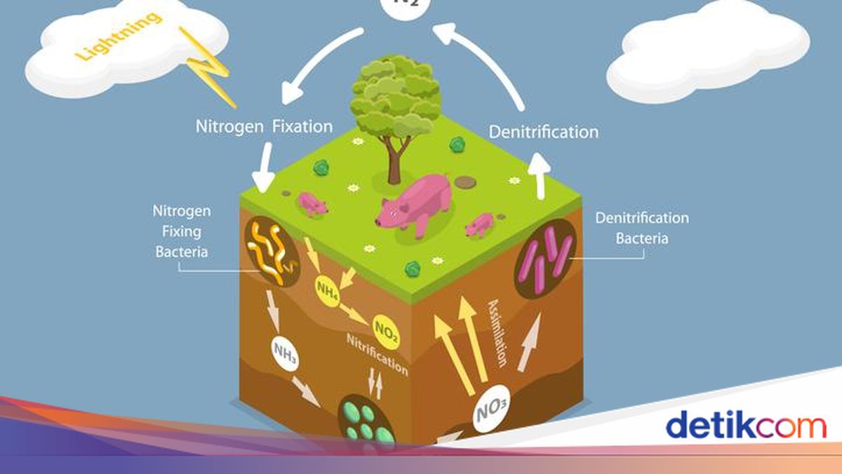 Daur Nitrogen: Pengertian, Proses, Fungsi dan Contohnya