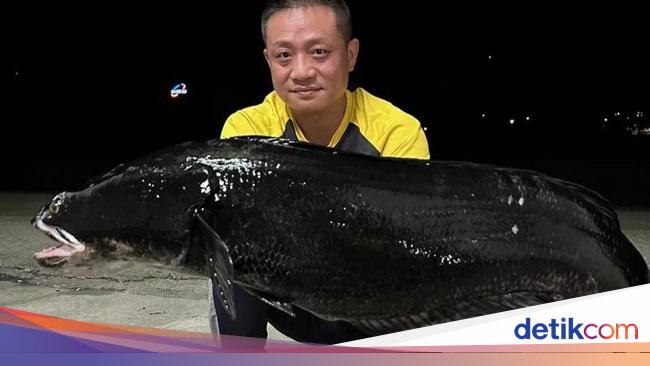 Penampakan Ikan Gabus Raksasa, Beratnya 20 Kg!