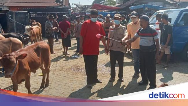Ratusan Sapi Terjangkit LSD Makin Membuat Peternak Pasuruan Resah Ratusan Sapi Terjangkit LSD Makin Membuat Peternak Pasuruan Resah